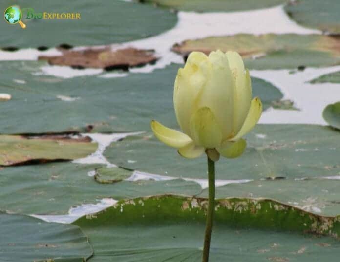 Order Proteales Characteristics | Sugarbushes & Water Lotus Flowers