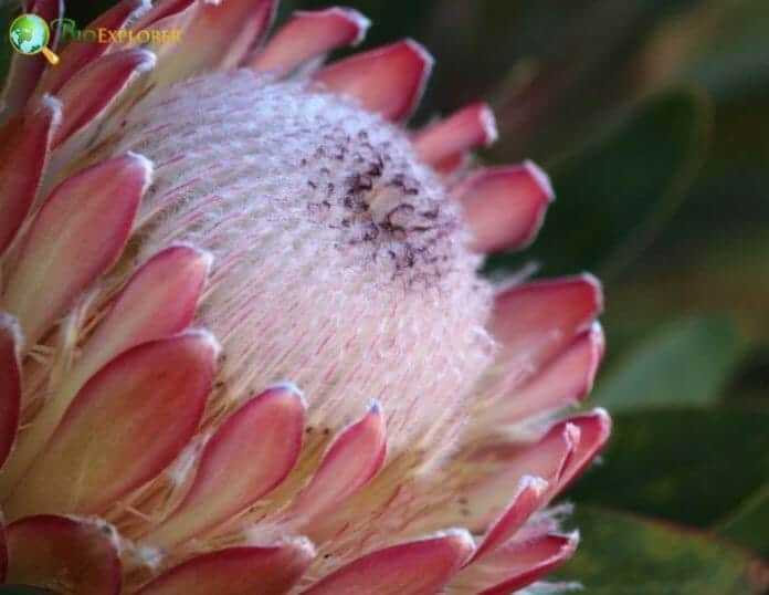 Order Proteales Characteristics | Sugarbushes & Water Lotus Flowers