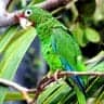 Puerto Rican Amazon | Amazona Vittata | Puerto Rico Bird | Facts
