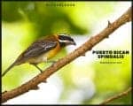 Puerto Rican Spindalis | Spindalis Portoricensis | Puerto Rico Bird | Facts