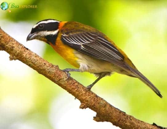 Puerto Rican Spindalis | Spindalis Portoricensis | Puerto Rico Bird | Facts