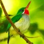 Puerto Rican Tody | Todus Mexicanus | Puerto Rico Bird | Facts