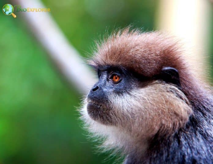 Purple-Faced Langur Characteristics | Semnopithecus Vetulus Diet & Facts