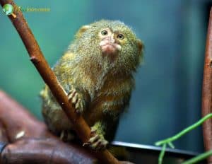 Finger Monkey | Pygmy Marmoset Fun Facts | Cebuella pygmaea