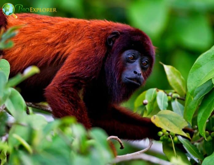 What Animals Live In Rainforests? | Explore Top 27 Rainforest Animals