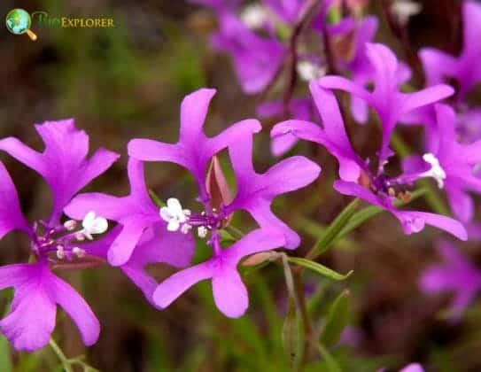 Red Ribbons Flower | Clarkia concinna | Evening Primrose | BioExplorer.net