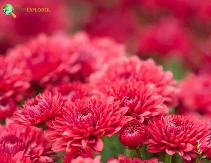 Red Rover Mum Flower | Chrysanthemums | BioExplorer.net