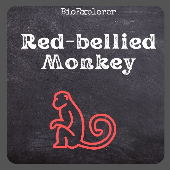 Red-Bellied Monkey Characteristics | Cercopithecus Erythrogaster Facts