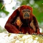 Red howler monkey Characteristics | Alouatta seniculus Diet & Facts