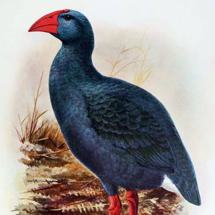 Top 36 Extinct Birds From Millions To Zero!