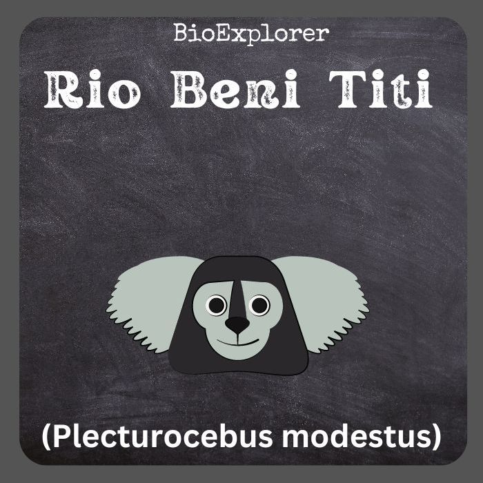 Rio Beni Titi Characteristics | Plecturocebus Modestus Facts | BioExplorer
