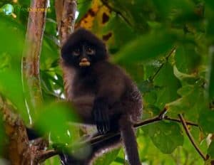 Robinson's Banded Langur Characteristics | Presbytis Robinsoni Facts