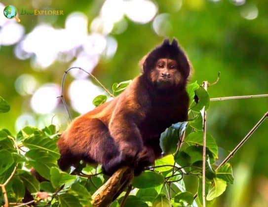 Robust capuchin monkeys Characteristics | Sapajus robustus Facts