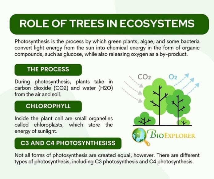 Types of Trees | Deciduous Trees | Evergreen Trees | Pictures