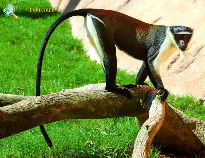 Roloway Monkey Characteristics | Cercopithecus Roloway Facts
