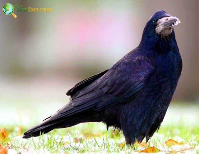 Rook | Corvus Frugilegus | Black Bird | BioExplorer