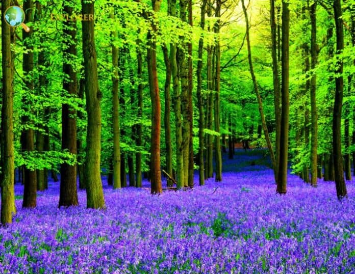 Royal Bluebell Flower | Wahlenbergia Gloriosa | Wildflower | BioExplorer