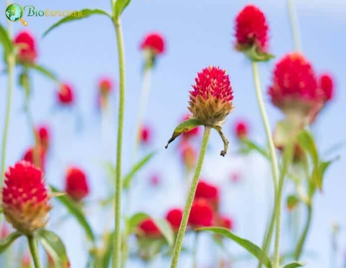 Globe Amaranth Flower | Gomphrena globosa | Hoova | Makhmali