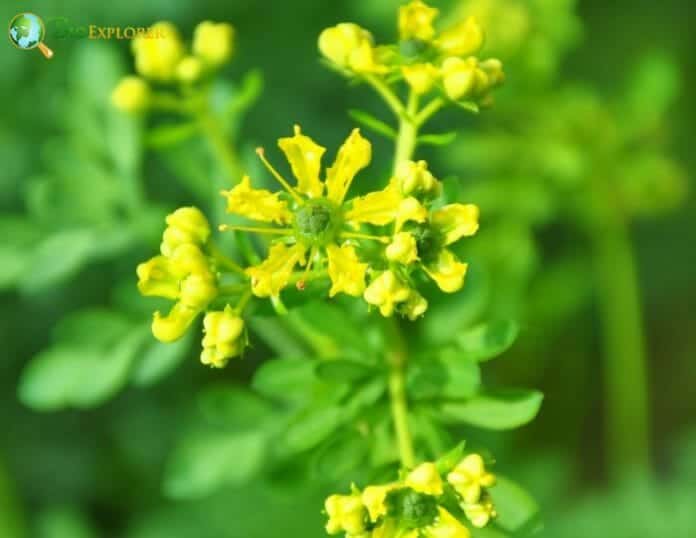 Rue Flower | Ruta graveolens | herb-of-grace | BioExplorer.net