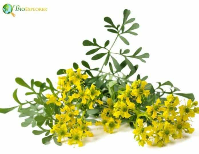 Rue Flower | Ruta graveolens | herb-of-grace | BioExplorer.net