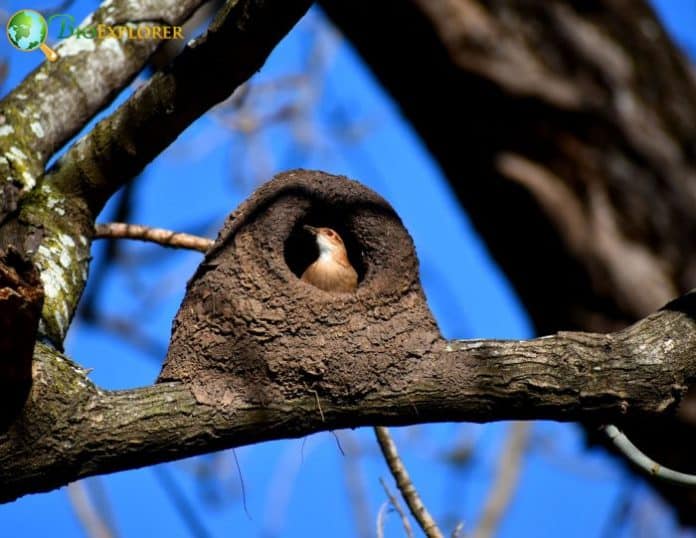 Rufous Hornero | Furnarius rufus | Ovenbird of South America