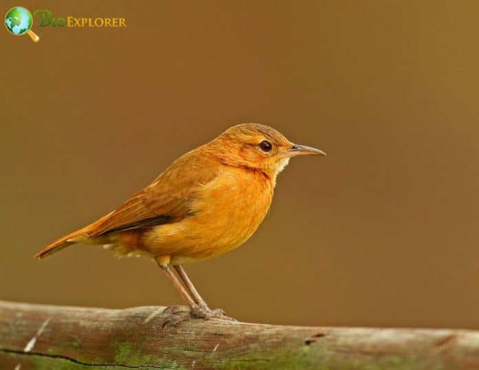 Rufous Hornero | Furnarius rufus | Ovenbird of South America