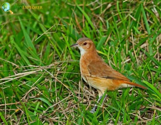 Rufous Hornero | Furnarius rufus | Ovenbird of South America