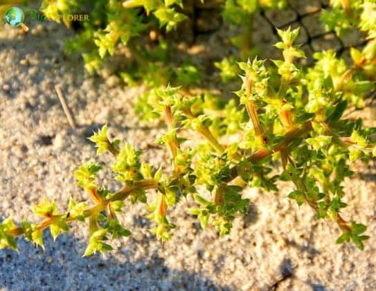 Saltwort Flower | Salsola Kali | Desert Flower | BioExplorer
