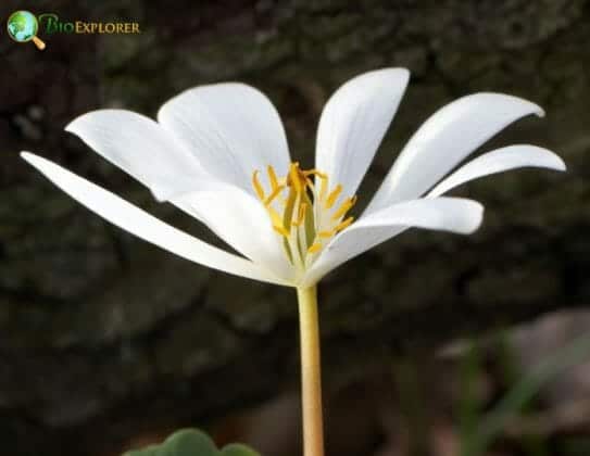 Blood Root Flower | Sanguinaria canadensis | Bloodwort | BioExplorer.net