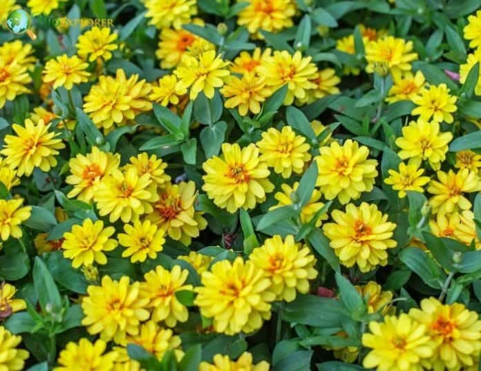 Sanvitalia procumbens Flowers | Mexican creeping zinnia | BioExplorer.net