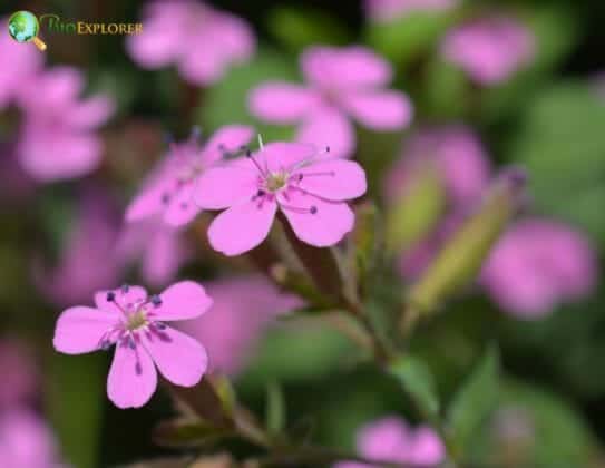 Rock Soapwort Flower | Saponaria ocymoides | Crow Soap | BioExplorer.net