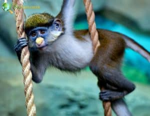 Schmidt's Red-Tailed Monkey Characteristics | Cercopithecus Ascanius ...
