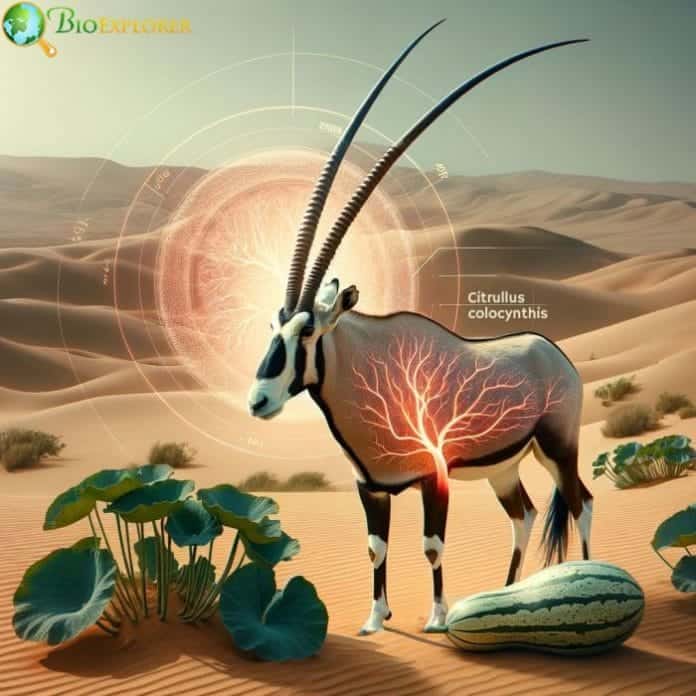 Scimitar Oryx | Scimitar-horned Oryx | Facts | Diet | BioExplorer