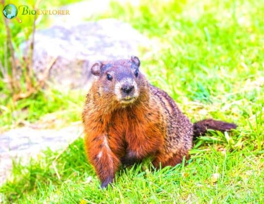 What Do Groundhogs Eat? | Surprising Diets of Groundhogs | BioExplorer