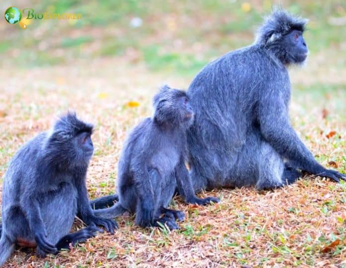 Selangor Silvered Langur Characteristics | Trachypithecus Selangorensis ...