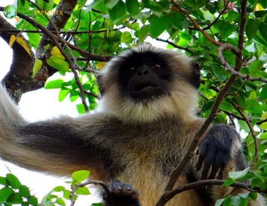 Shortridge's Capped Langur Characteristics | Trachypithecus Shortridgei ...