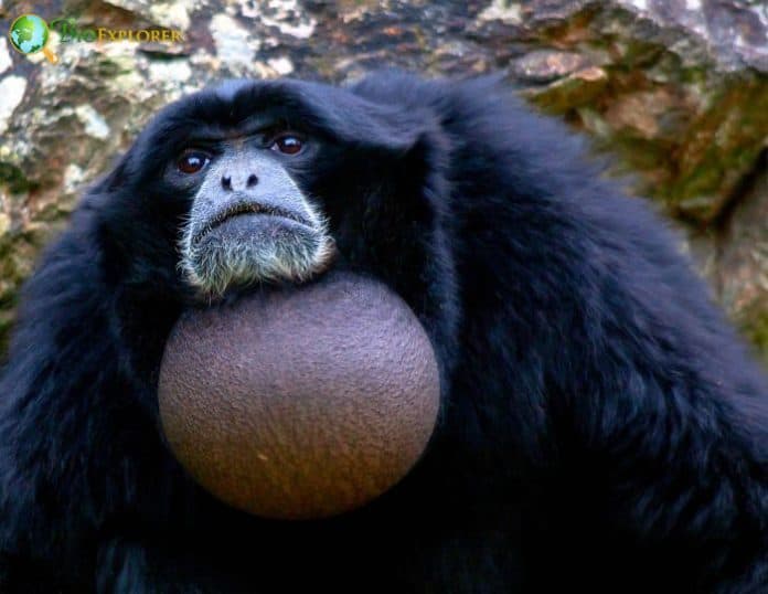 Siamang Gibbon Characteristics | Symphalangus Syndactylus Facts