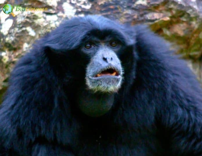Siamang Gibbon Characteristics | Symphalangus Syndactylus Facts