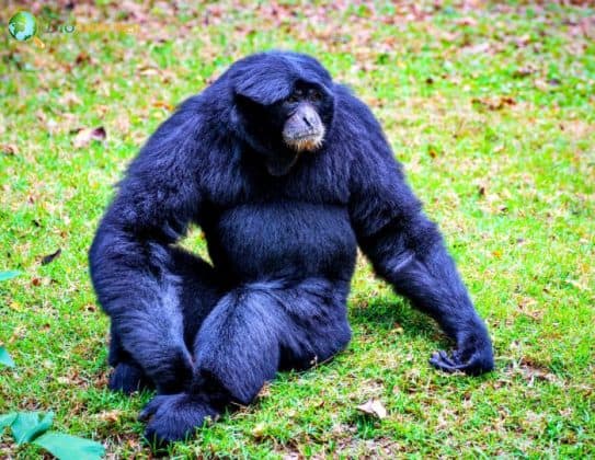 Siamang Gibbon Characteristics | Symphalangus Syndactylus Facts