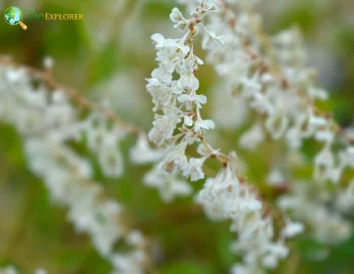 Silver Lace Vine Flowers | Polygonum aubertii | Fleece Vine ...