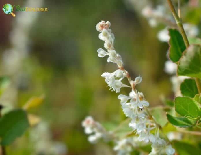 Silver Lace Vine Flowers | Polygonum aubertii | Fleece Vine ...