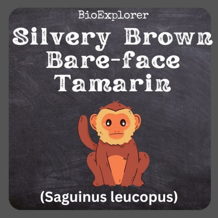 Colombia Monkeys Archives - BioExplorer.Net