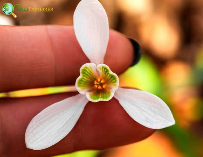 January Birth Flowers | Carnation & Snowdrop | BioExplorer.net