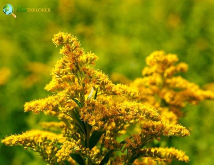 Solidago Flower | goldenrod | BioExplorer.net