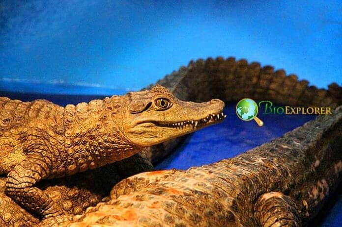 23 Types of Crocodiles | Alligators | Gharials | Caimans | BioExplorer.net