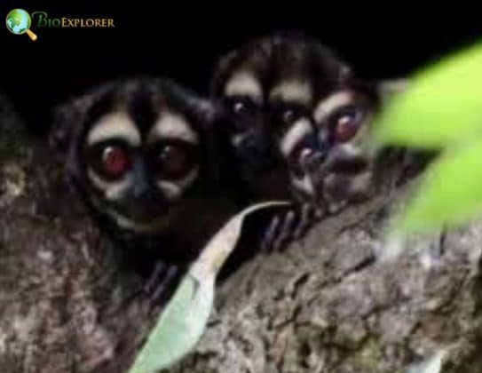 Spix's Night Monkey Characteristics | Aotus Vociferans Facts