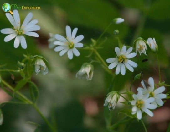 Starwort Flowers | Stellaria longipes | BioExplorer.net