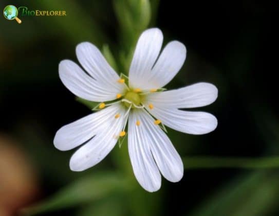 Starwort Flowers | Stellaria longipes | BioExplorer.net