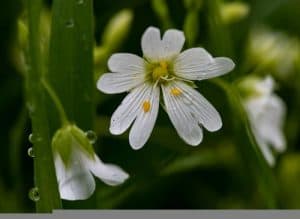 Starwort Flowers | Stellaria longipes | BioExplorer.net