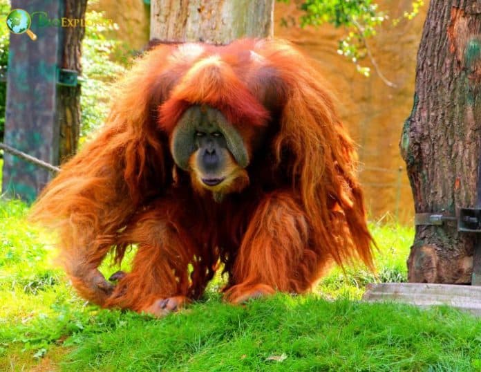 Sumatran Orangutan Characteristics | Pongo Abelii Facts